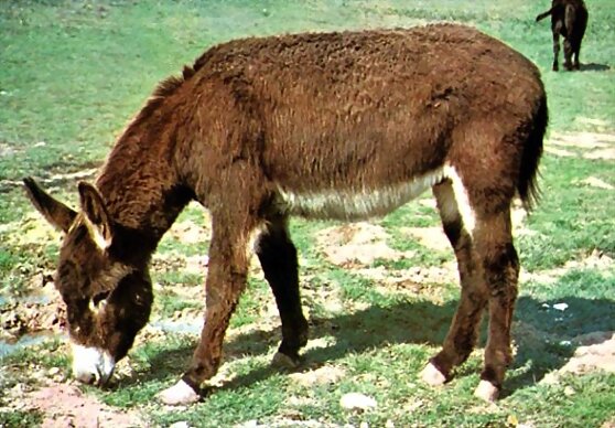 El Asno de Oro - Se hace camino al andar