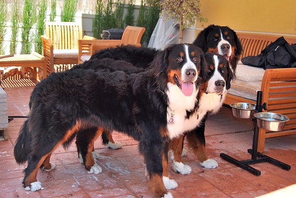 Cancerbero, el perro de 3 cabezas - El fotolog de raulycris