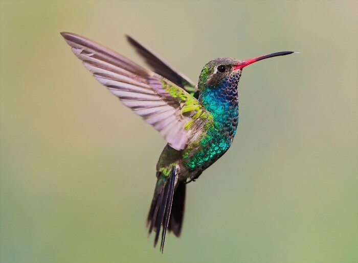 El Origen del Picaflor - Leyenda Mapuche Chile - El fotolog de 777romero