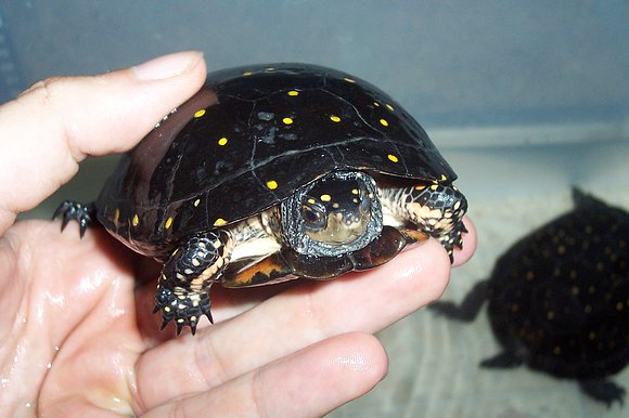 Clemmys guttata --- Tortuga moteada - El fotolog de DuRáN