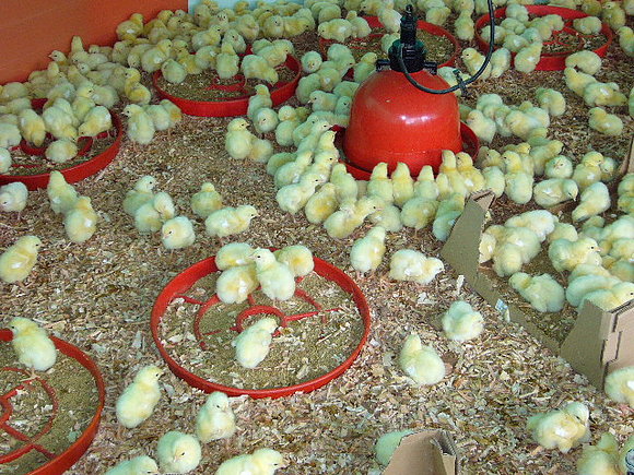 Pollitos Ross de 1 día. - El fotolog de avicoladospalmas