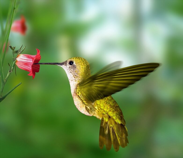 el colibri y la flor - Torna_aviat