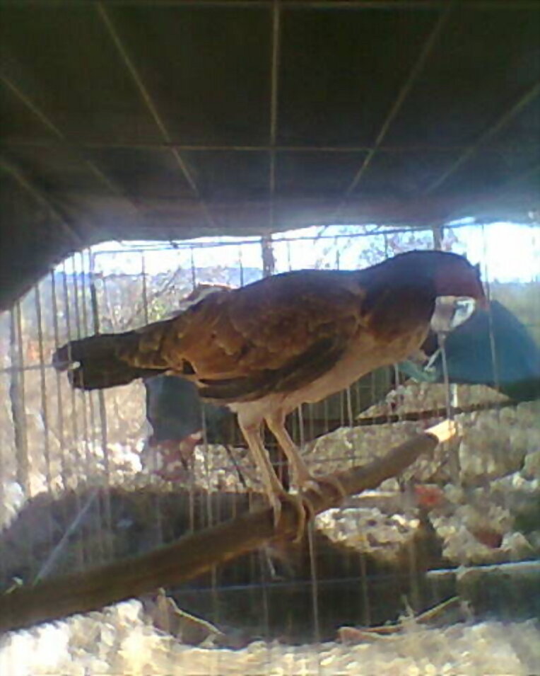 gallina albany pura - El fotolog de ELOAXACOZ9
