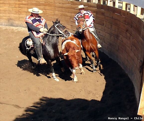 El Rodeo (Chile) - Fotolog de Nancy Nangel (Chile)